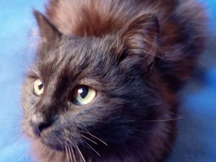 Котенок Шкет ищет дом