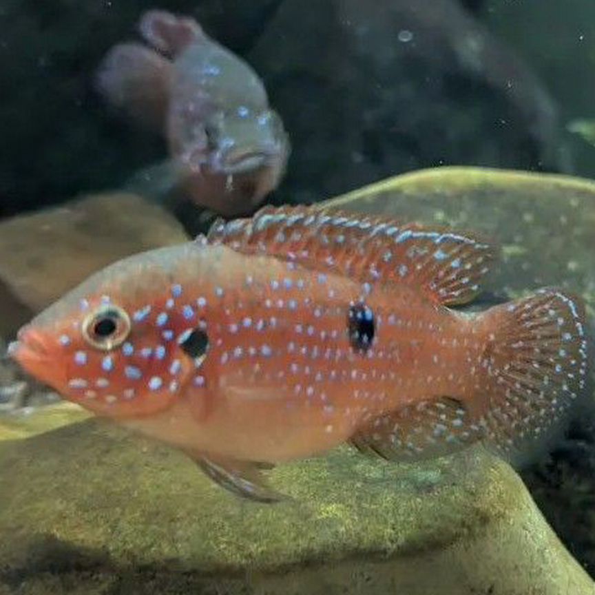 Живая рыба Хромис Красавец