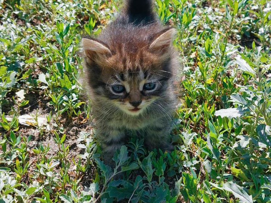 Котята в добрые руки