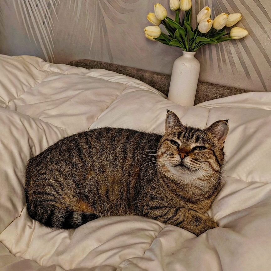 Кошечка в семью