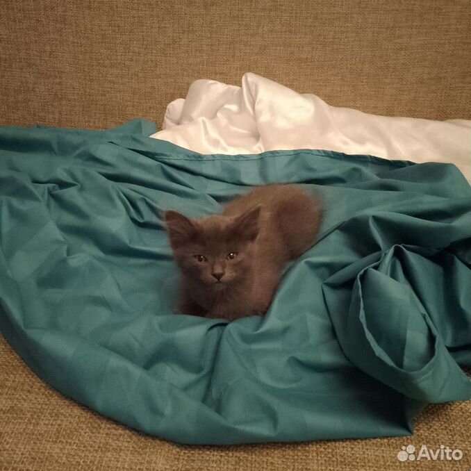 Котенок чудесный просто