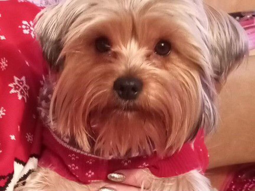 Йоркширский терьер ищем пару(девочку)