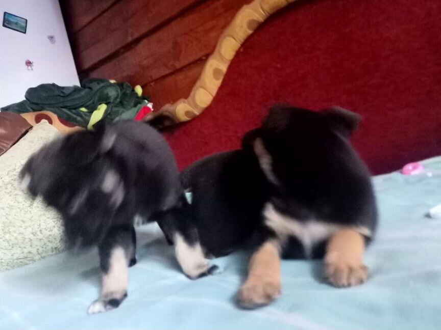 Кутята в добрые руки