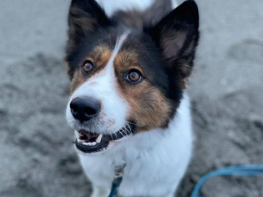 Шикарный Амур ищет добрые руки