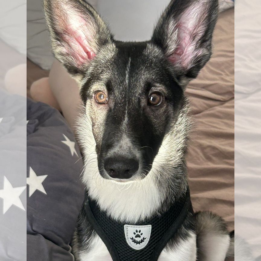 Щенок в добрые руки