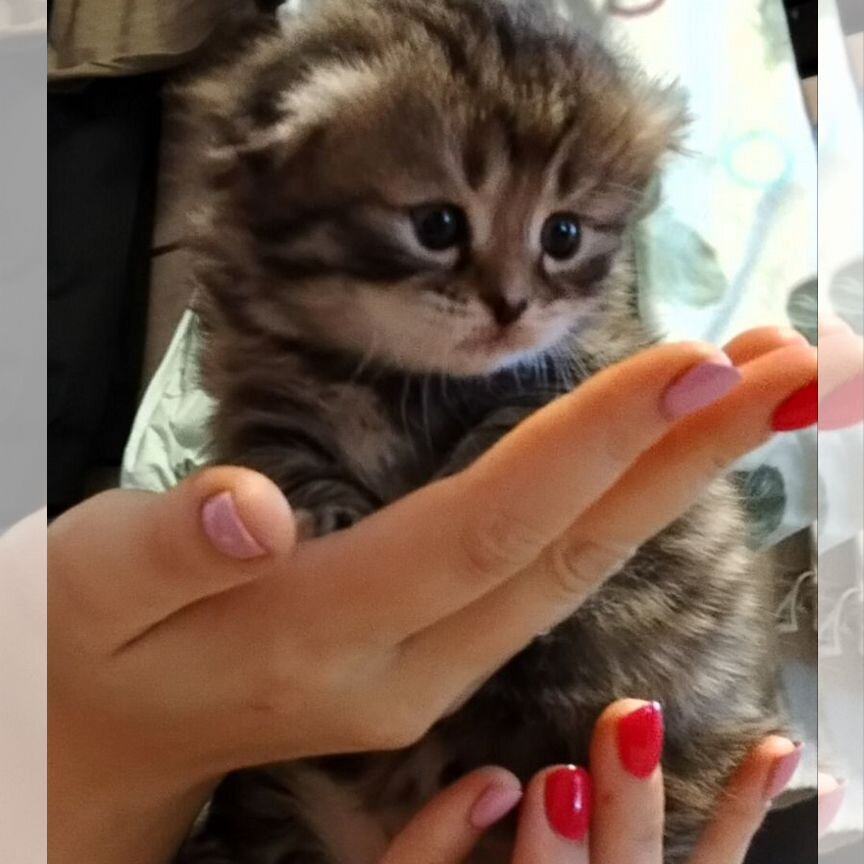 Шотландские котята чистокровные