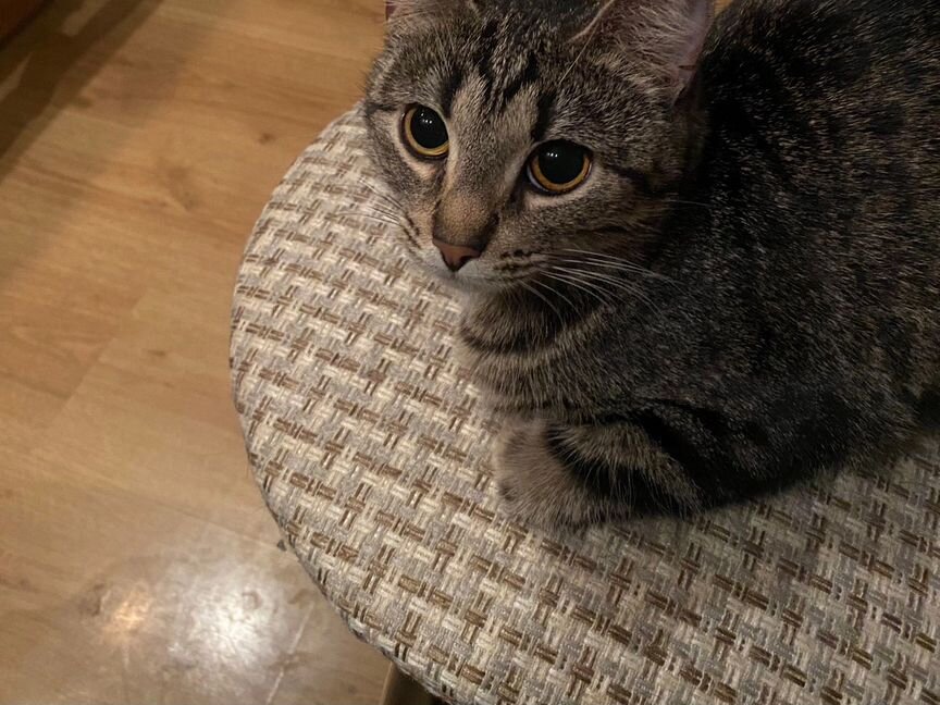 Отдаю 2 пацанов(3 года). Девочка (1,5 года)