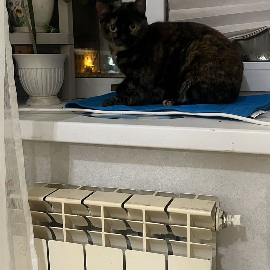 Взрослая, кошка в добрые руки