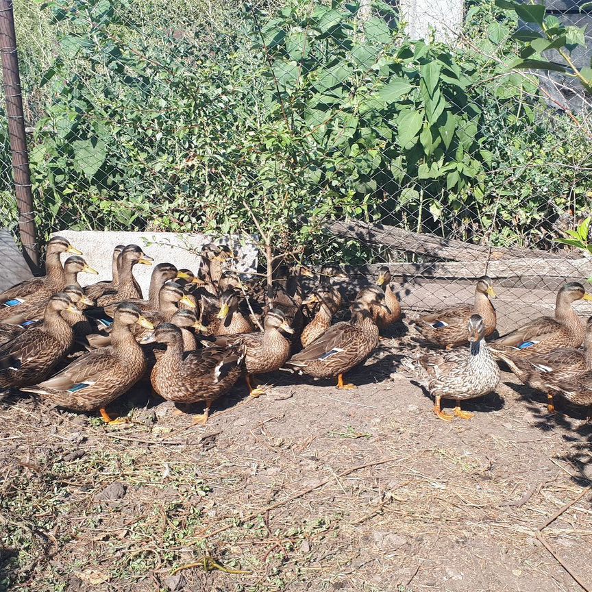 Утки кряквы