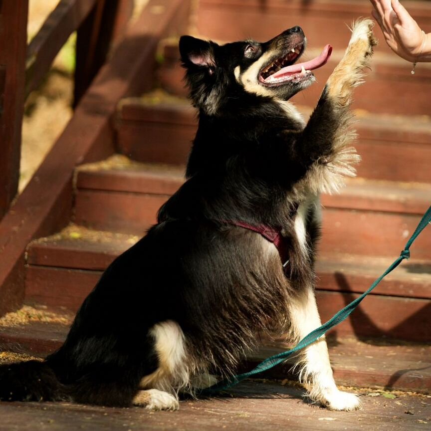 Взрослая собака из приюта