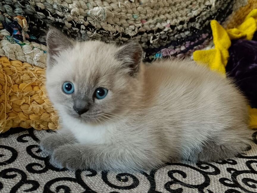 Котята в добрые руки, тайские, 1.5 мес
