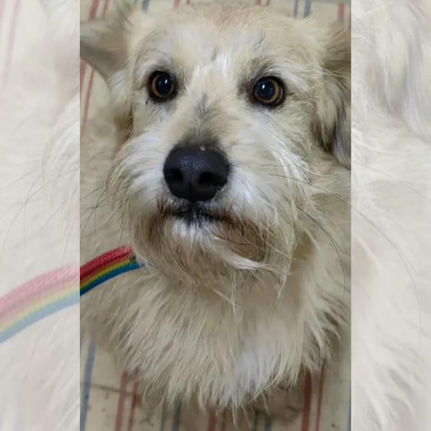 Отдам в добрые руки