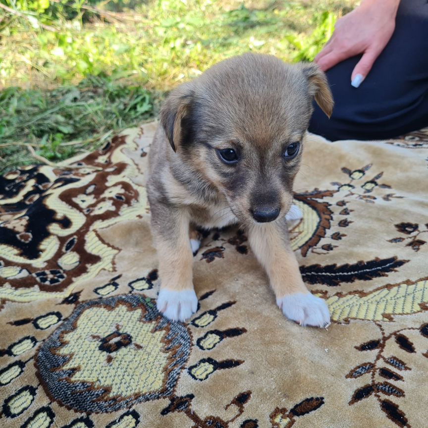 Маленькая скромница ищет маму и папу