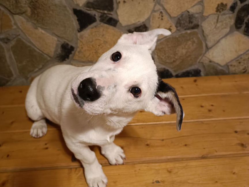 Собака смесь таксы и джек-рассел-терьер