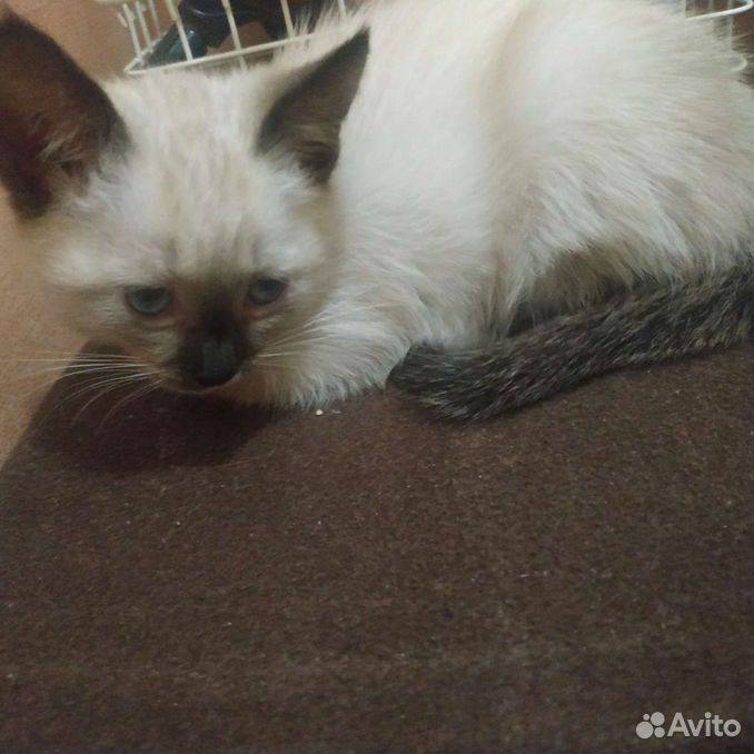 Тайский котенок бесплатно