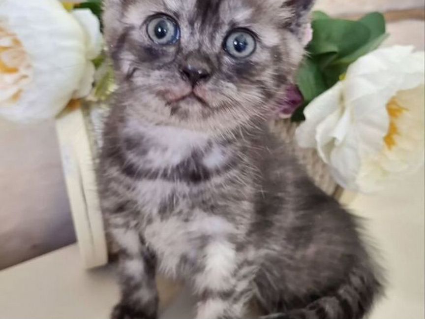Необычный котенок от британской кошки