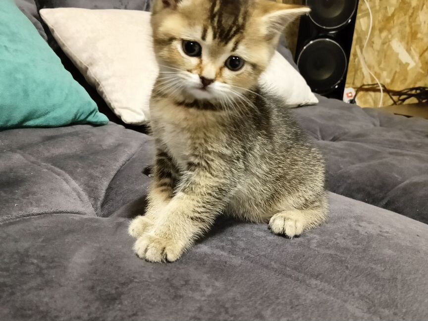 Шотландские котята