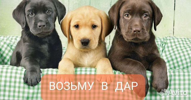 Лабрадор
