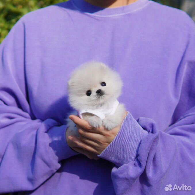 Померанский шпиц эксклюзивный размер мишка