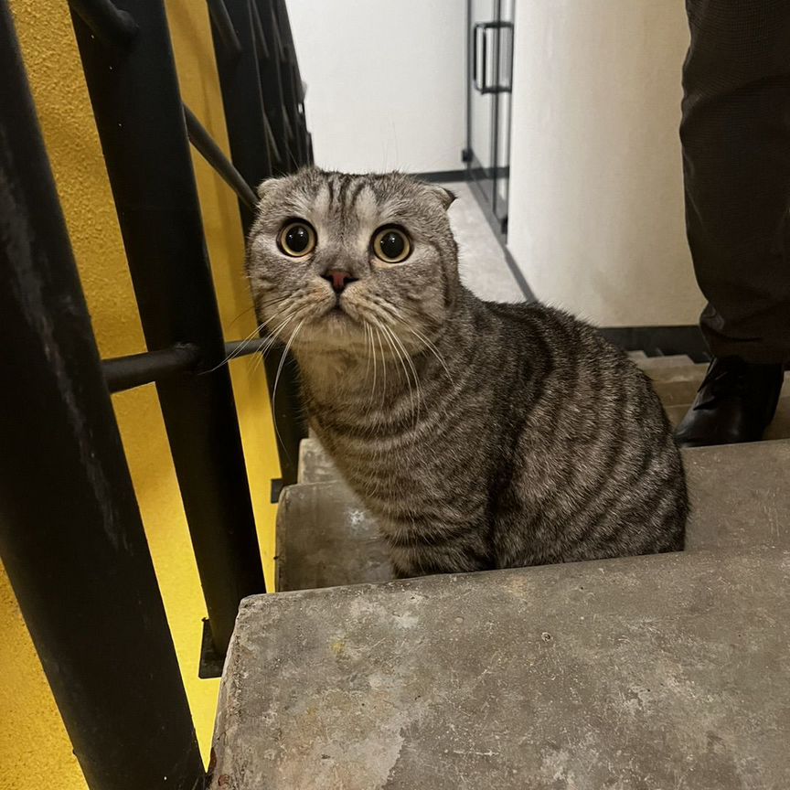 Кошечка в добрые руки