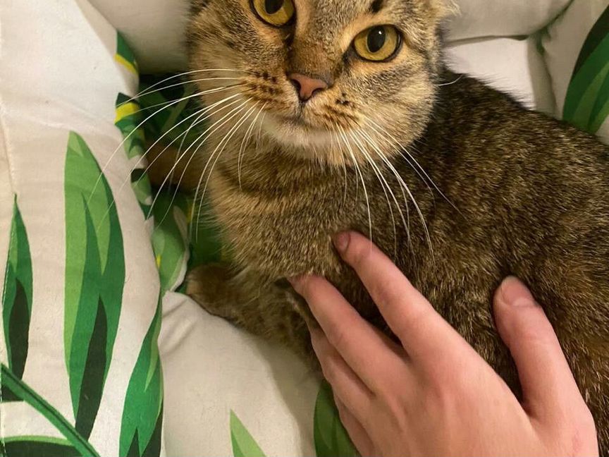 Кошка