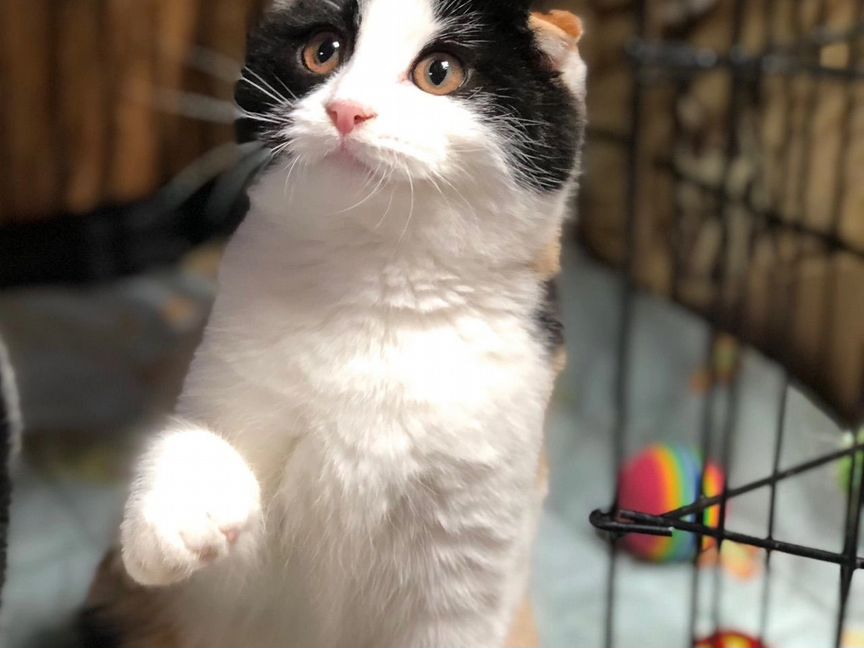 Котенок