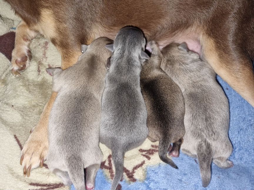 Собаки щенки