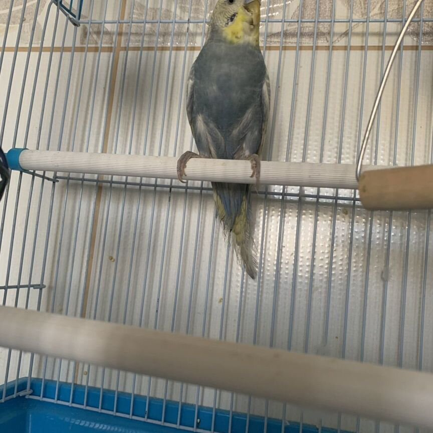 Продам попугая волнистого