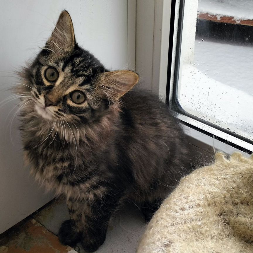 Котята в добрые руки - мальчик