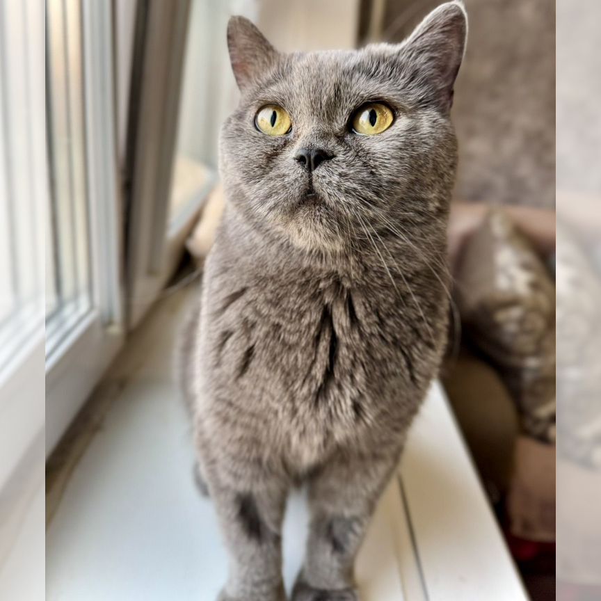 Кошка фенотип британской