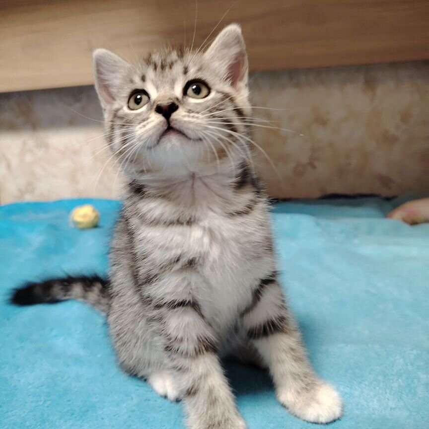 Британские котята