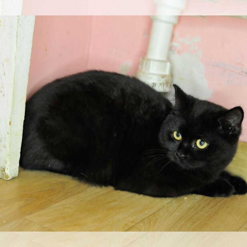 Котёнок от частного владельца