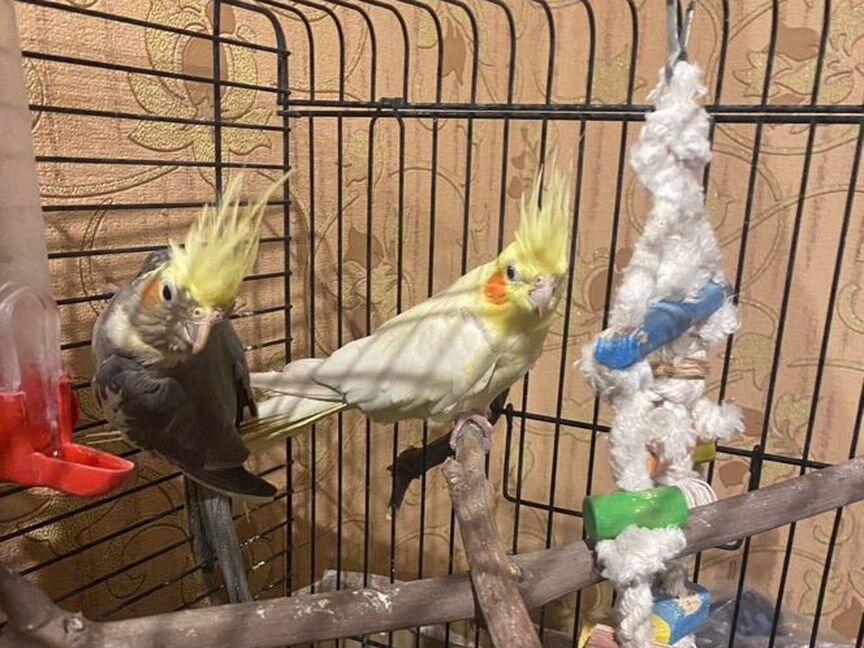 Попугаи корелла парой в добрые руки