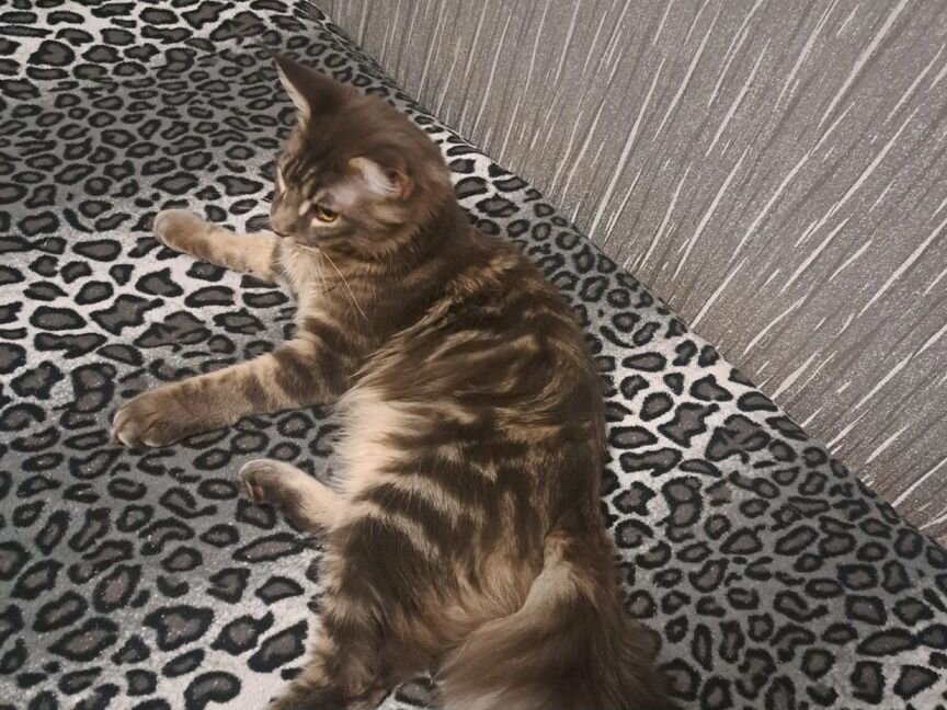 Вязка с котом Мейн кун