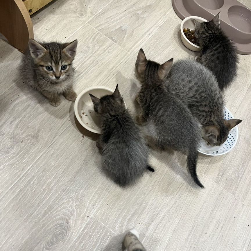 Продажа котят