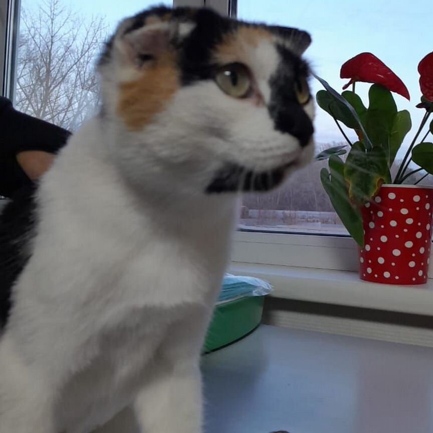 Взрослая кошка в добрые руки