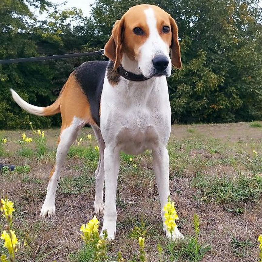 Русская пегая гончая