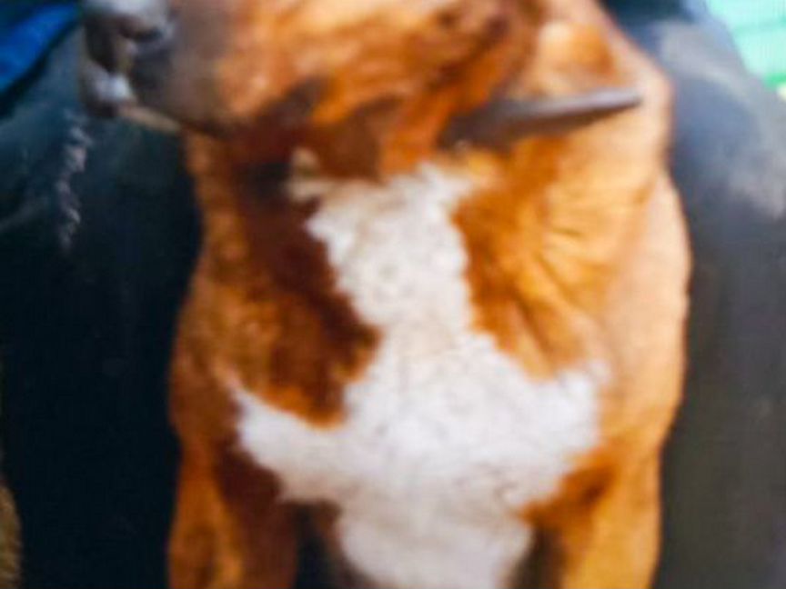 Кобель для охраны