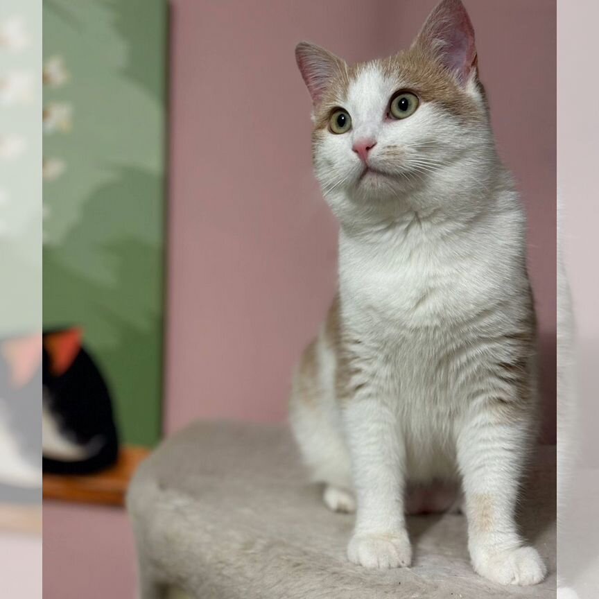 Взрослая, кошка в добрые руки