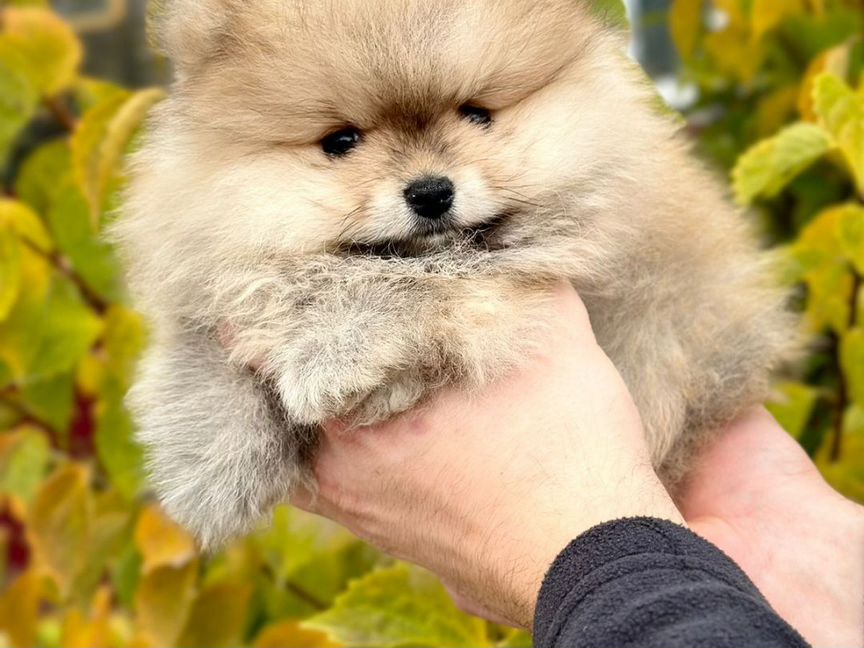 Щенки померанского шпица