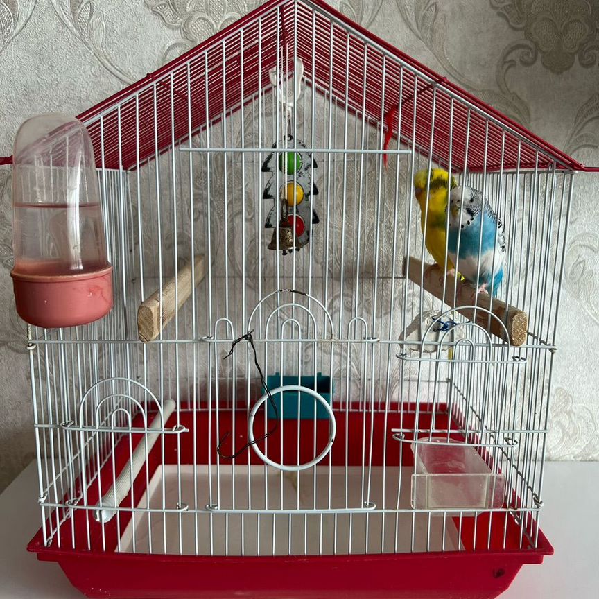 Волнистый попугай 2 шт с клеткой