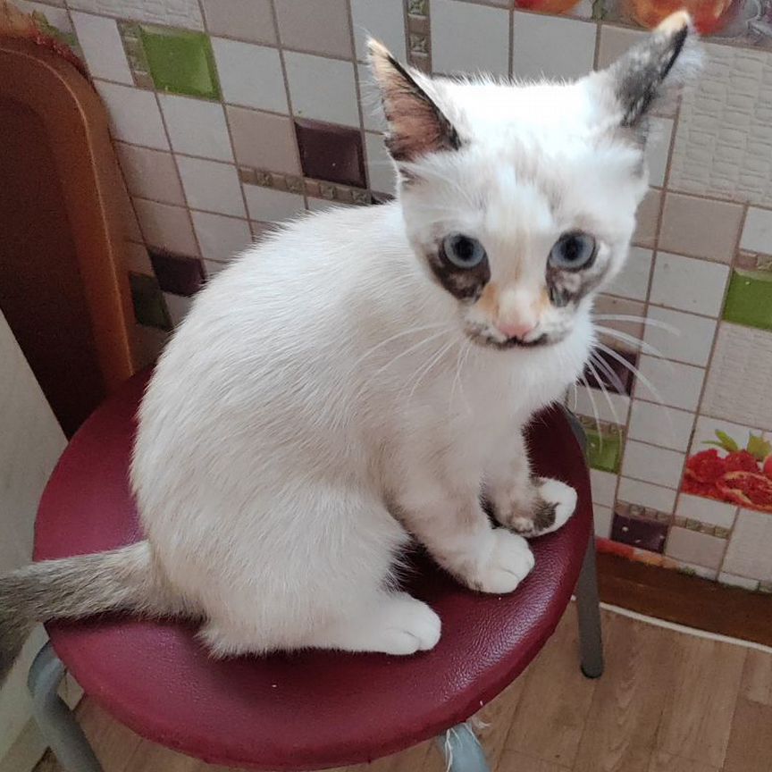 Отдам сиамского котенка