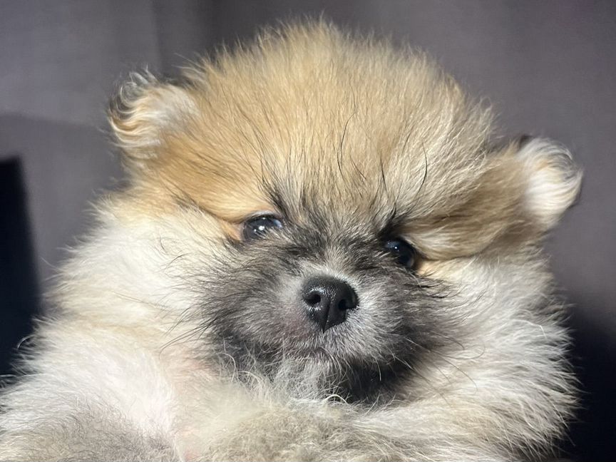 Немецкий шпиц