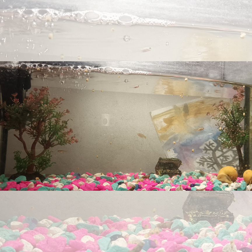 Улитки ампулярии