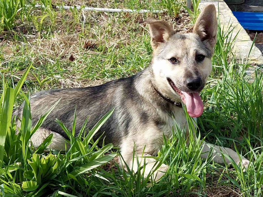 В добрые руки