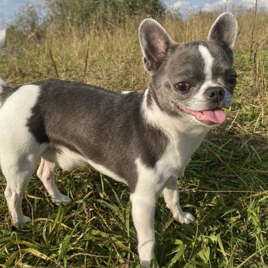 Вязкачихуахуа