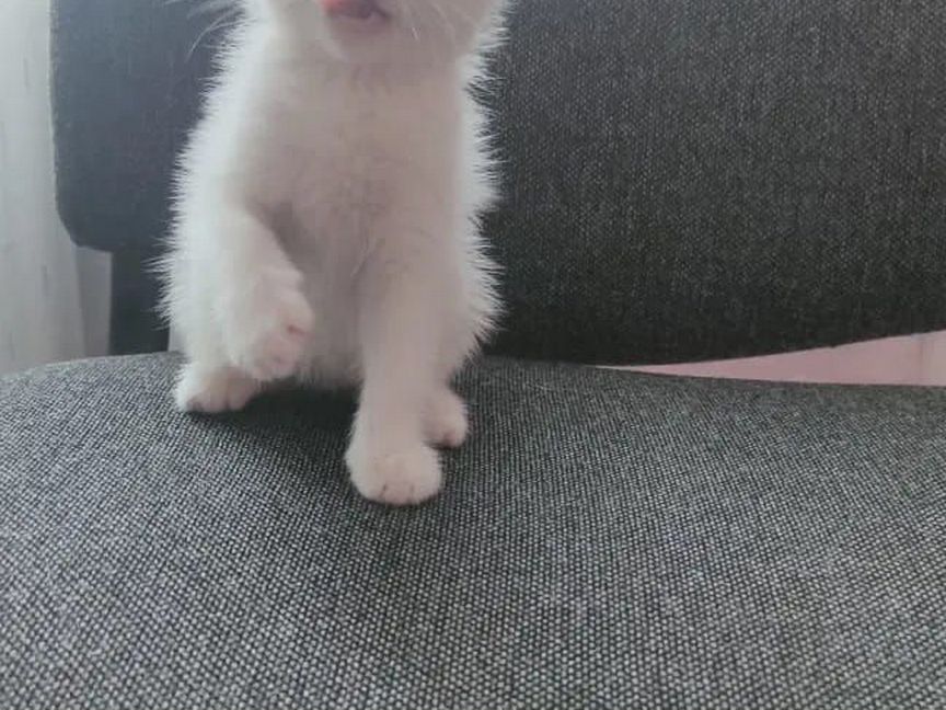 Шотландский котенок мальчик