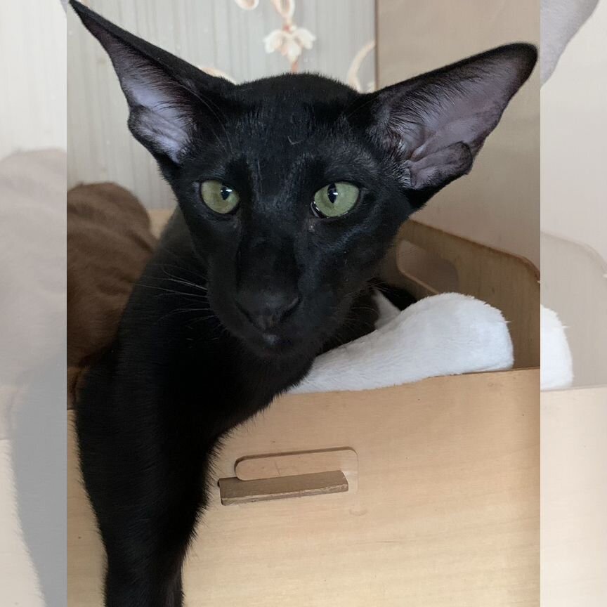 Ориентальный короткошёрстный котёнок