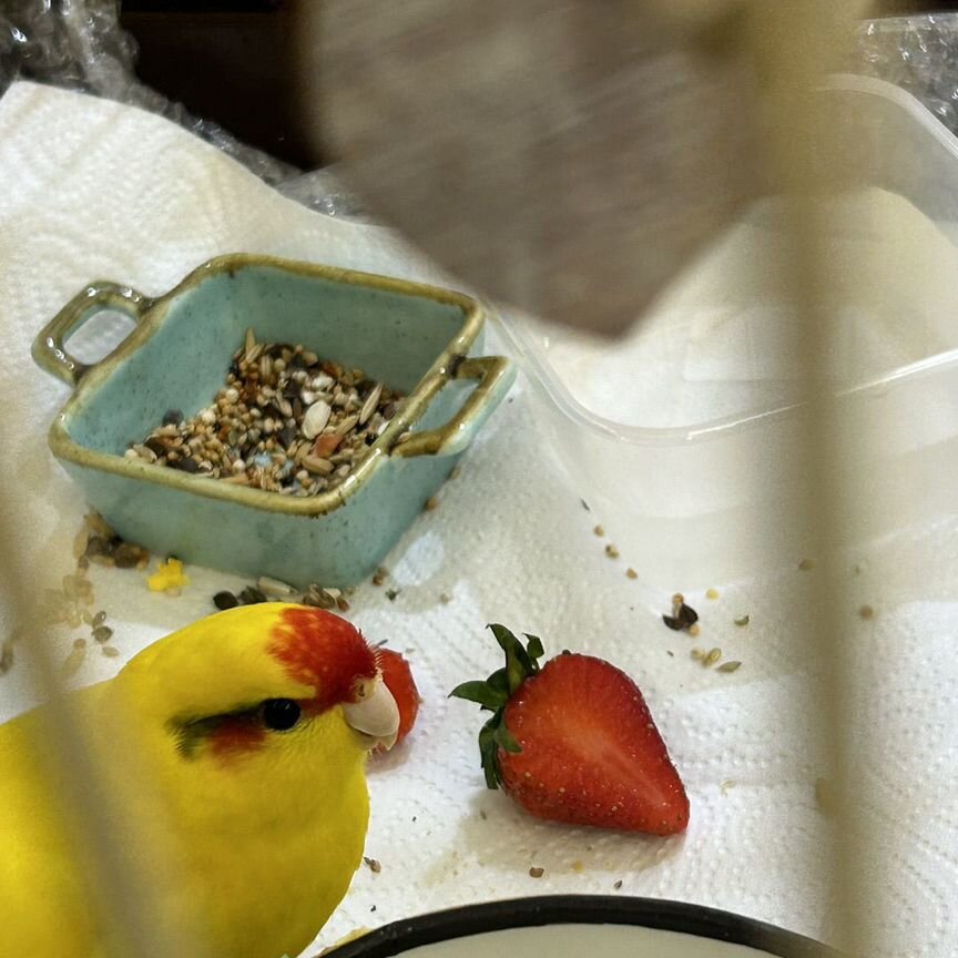 Какарик девочка