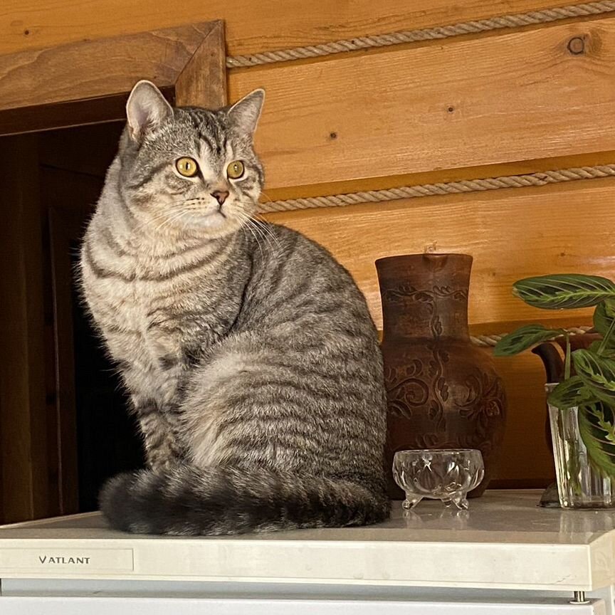 Вязка с шотландским котом